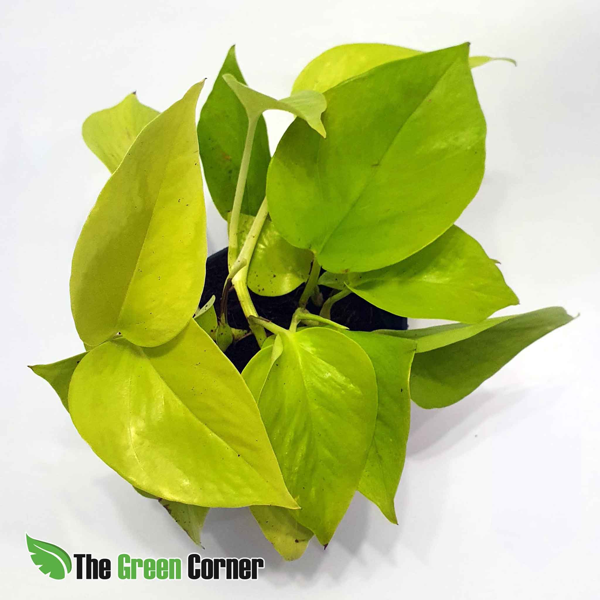 EPIPREMNUN "GOLDEN POTHOS" | The Green Corner