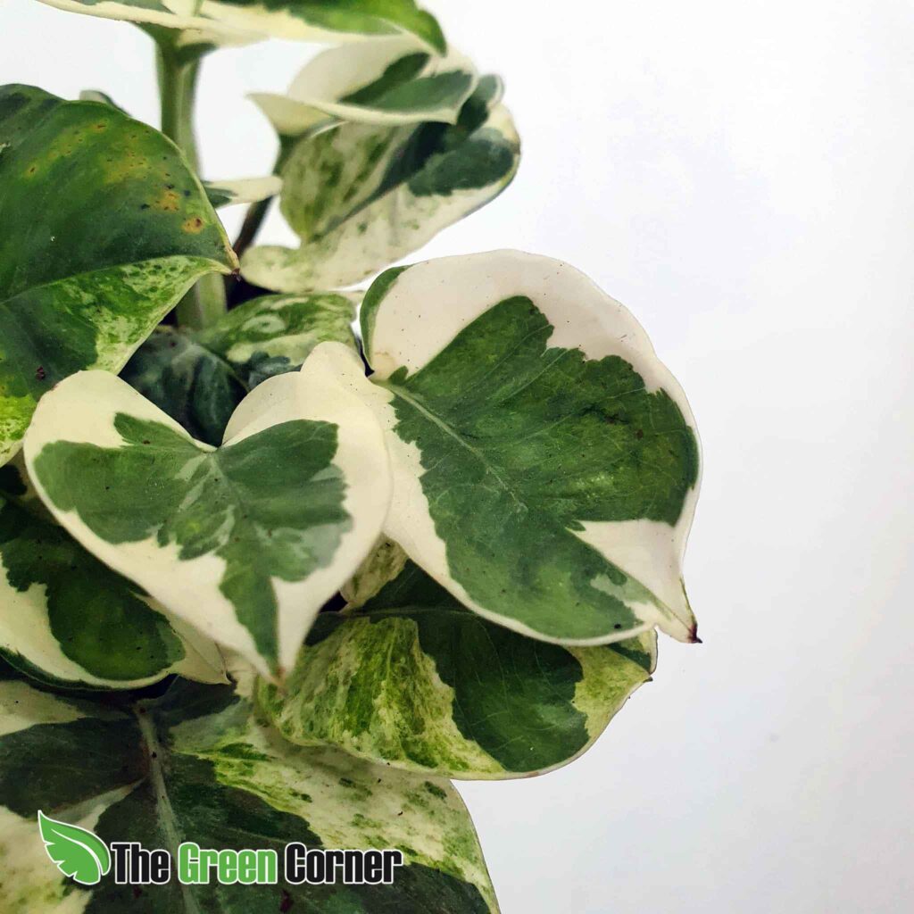 Epipremnum Njoy - The Green Corner . Una variedad de pothos.