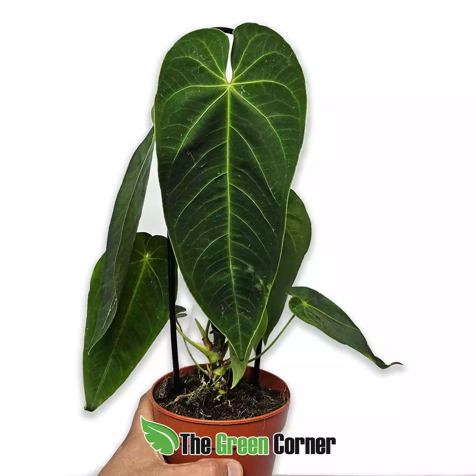 Anthurium Queremalense