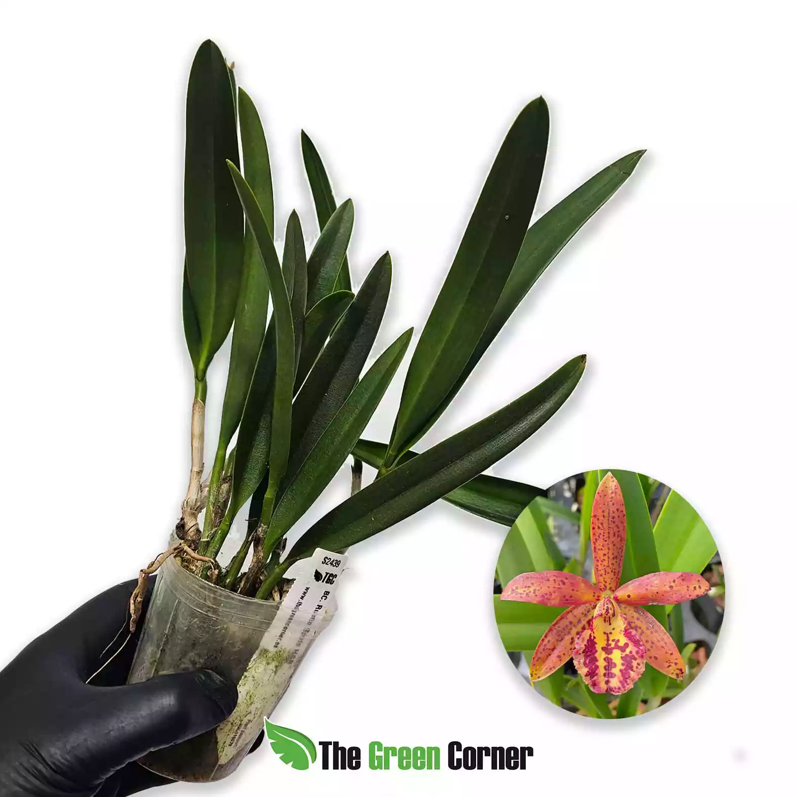 Bc. Rustic Spots 'H&R