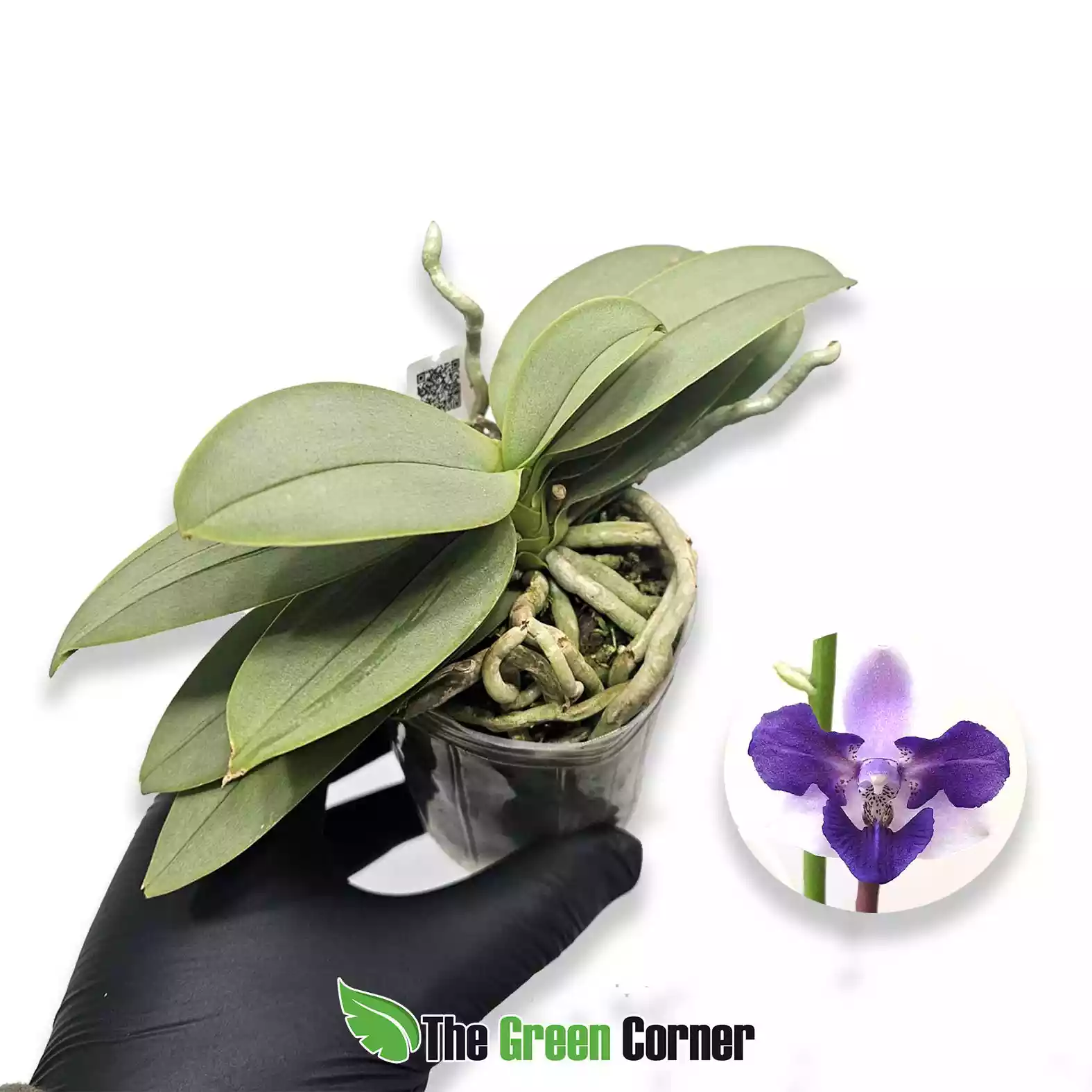 Phalaenopsis Memoria Val Rettig Peloric