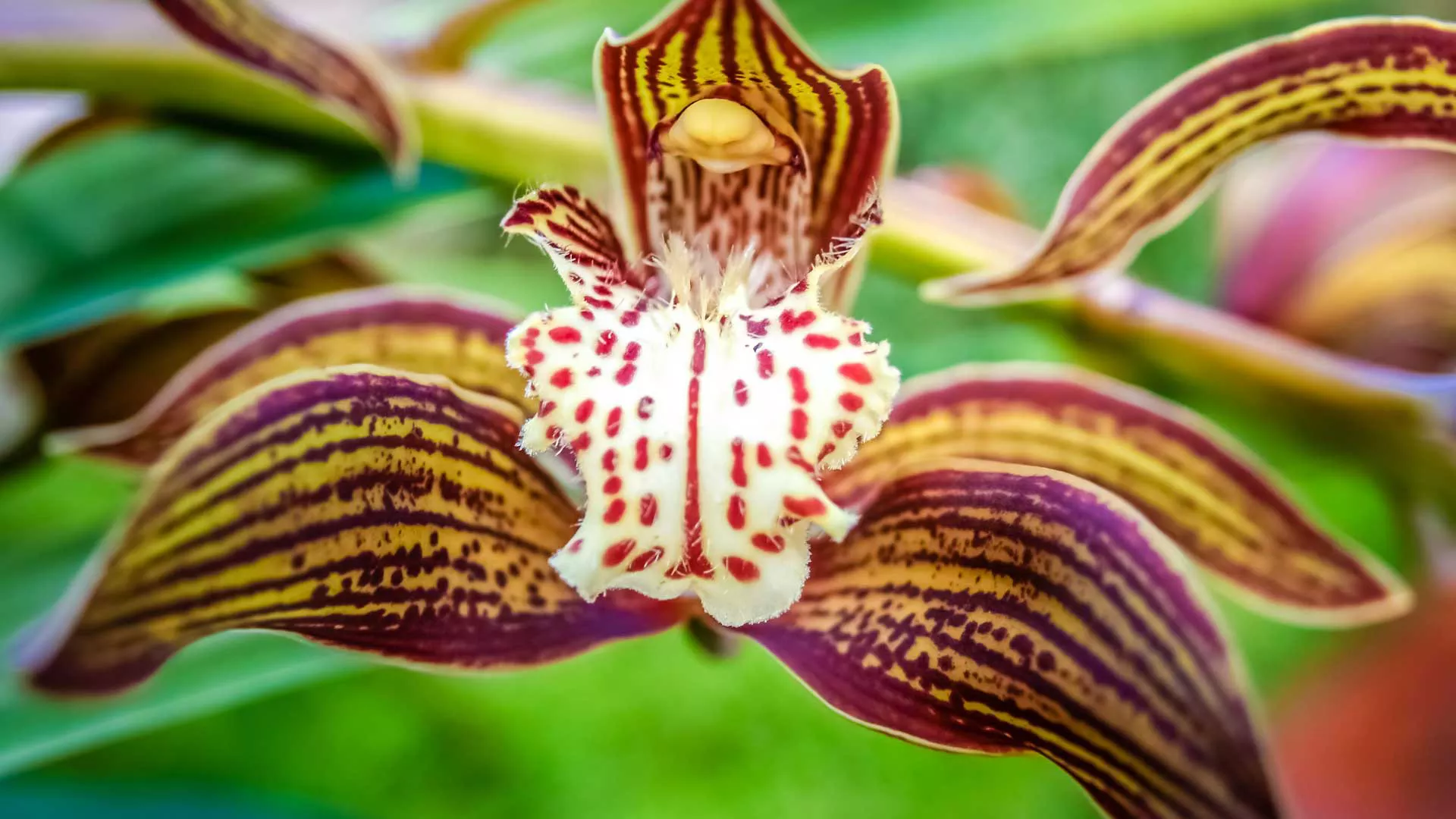 Trasplante de Orquídeas: Cuándo y Cómo Hacerlo Correctamente - The Green Corner